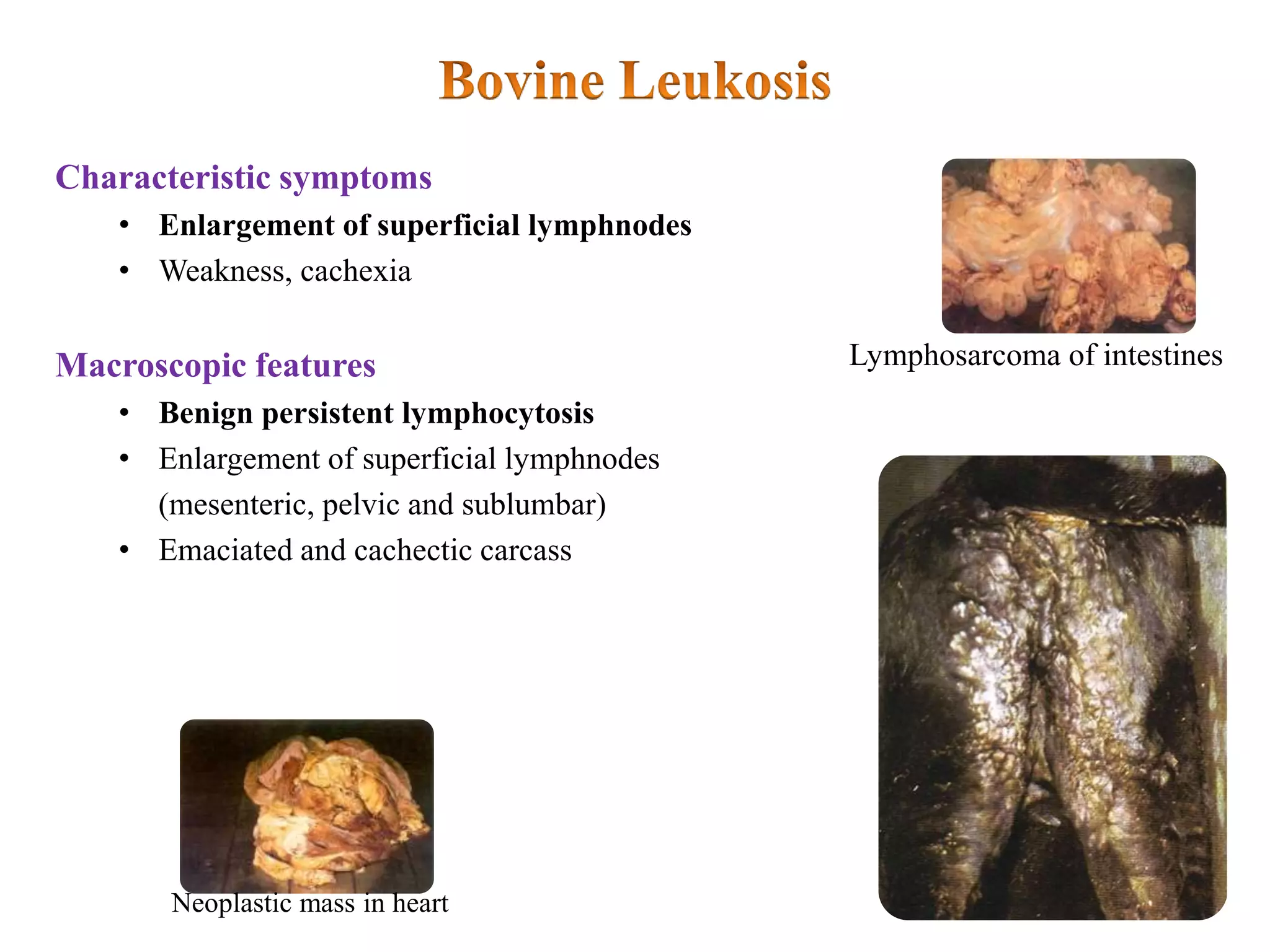 Diseases transmitted through semen in domestic animals | PPTX