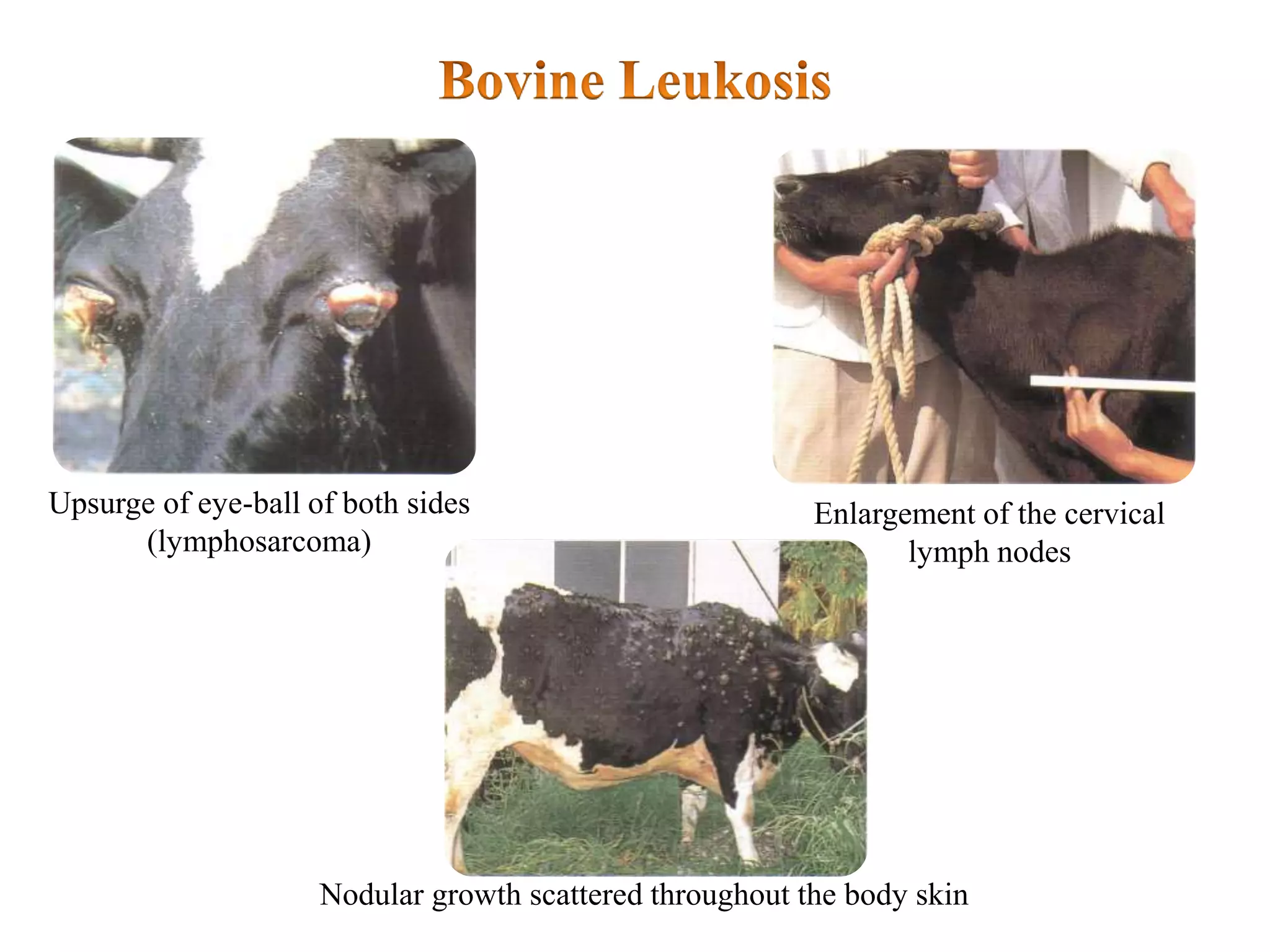 Diseases transmitted through semen in domestic animals | PPTX