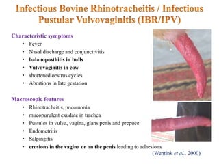 Diseases transmitted through semen in domestic animals | PPTX