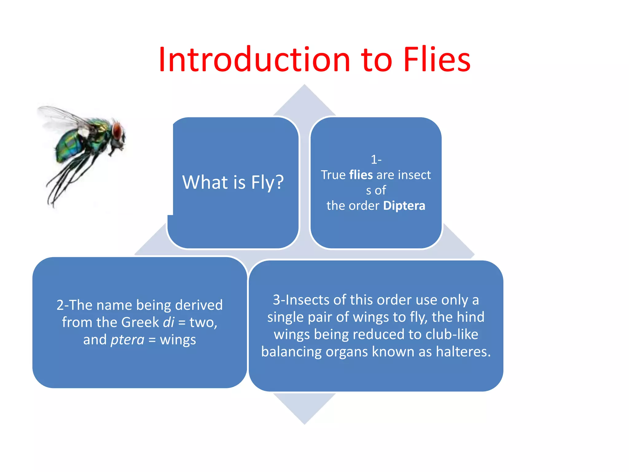 Disease transmitted by flies | PPTX
