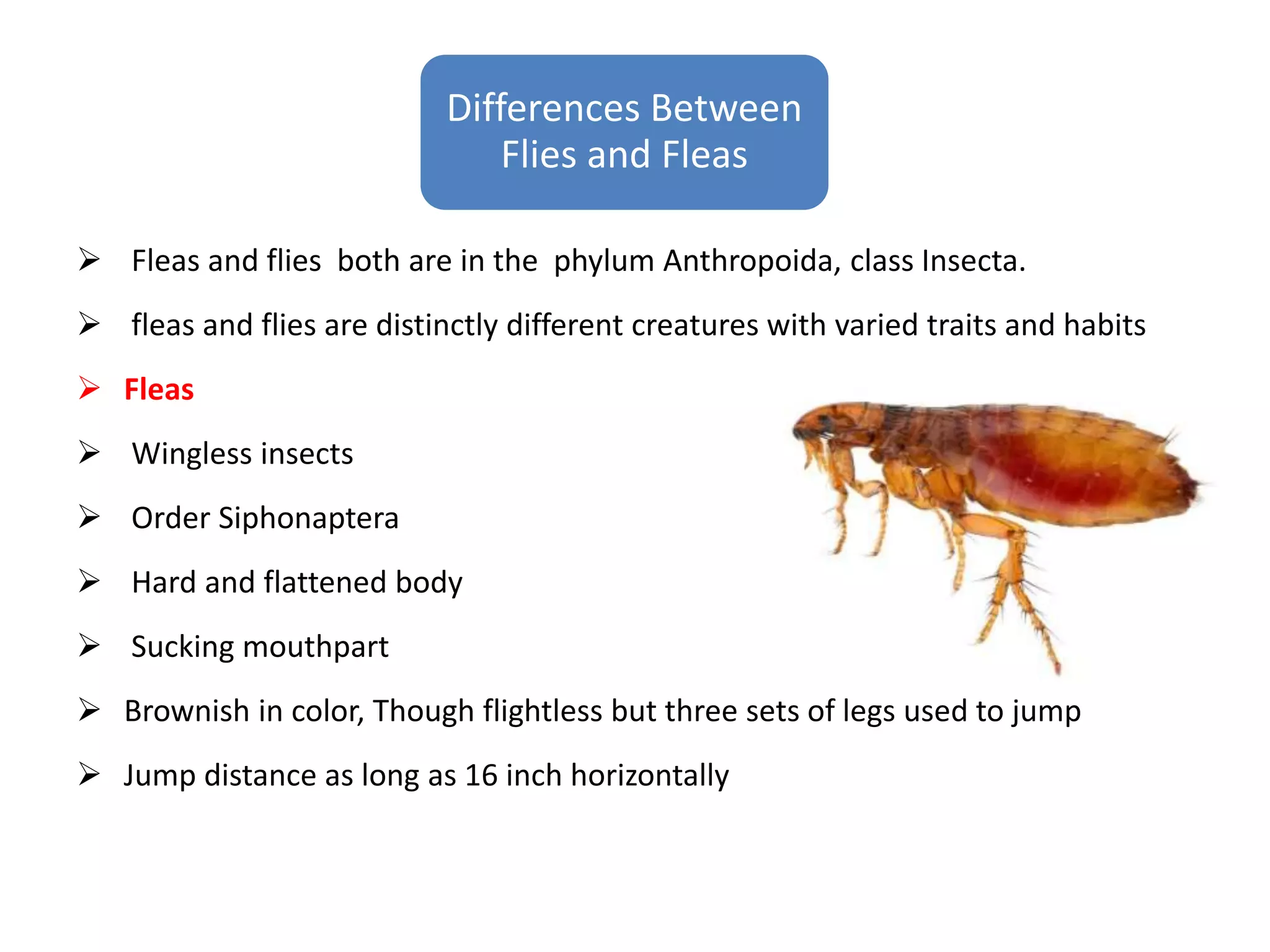 Disease transmitted by flies | PPTX