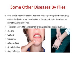 Disease transmitted by flies | PPTX