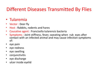 Disease transmitted by flies | PPTX