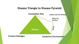 A journey from Disease Triangle to Disease Pyramid | PPTX