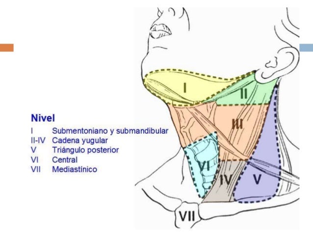 Disección de cuello