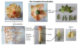 Disección de flor y fruto.pptx
