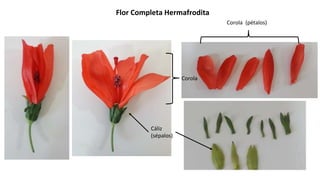 Disección de flor y fruto.pptx
