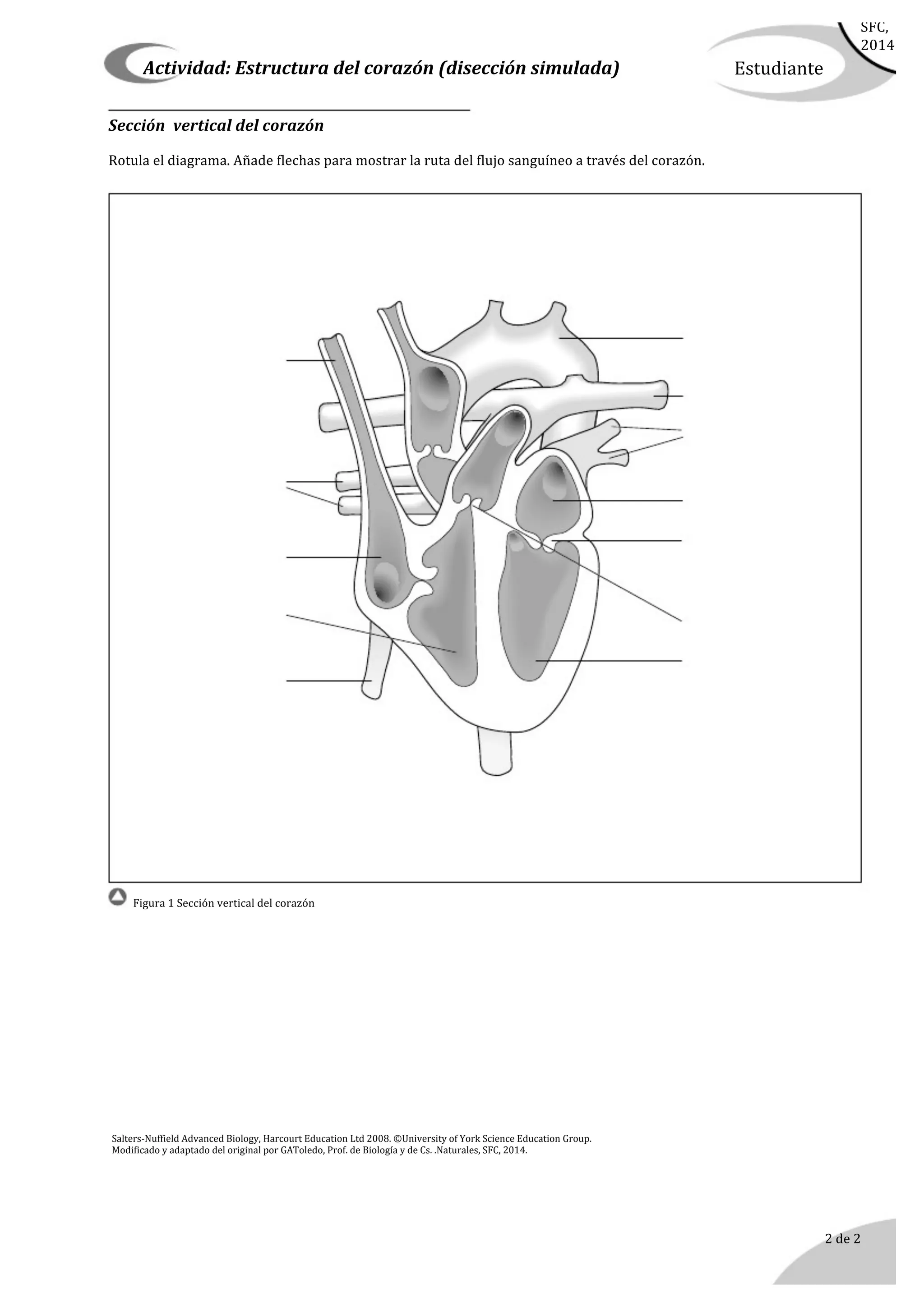 Disección del corazón (simulada) | PDF