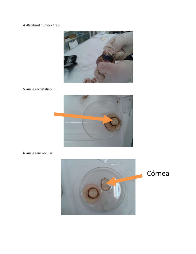 Disección de ojo de vaca. | DOCX