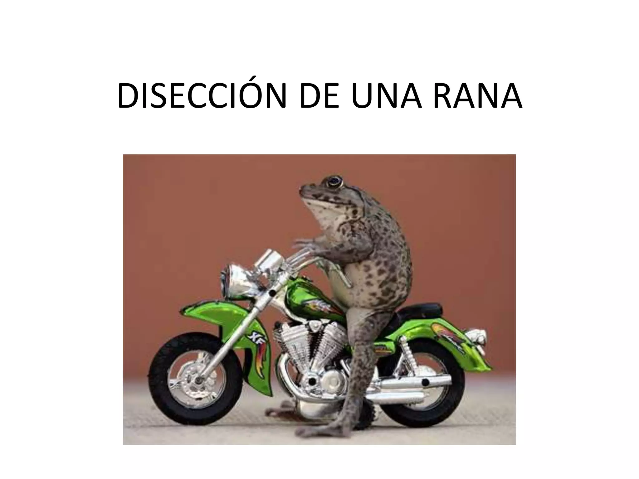 Disección de una rana | PPTX