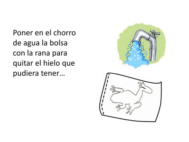 Disección de una rana | PPTX