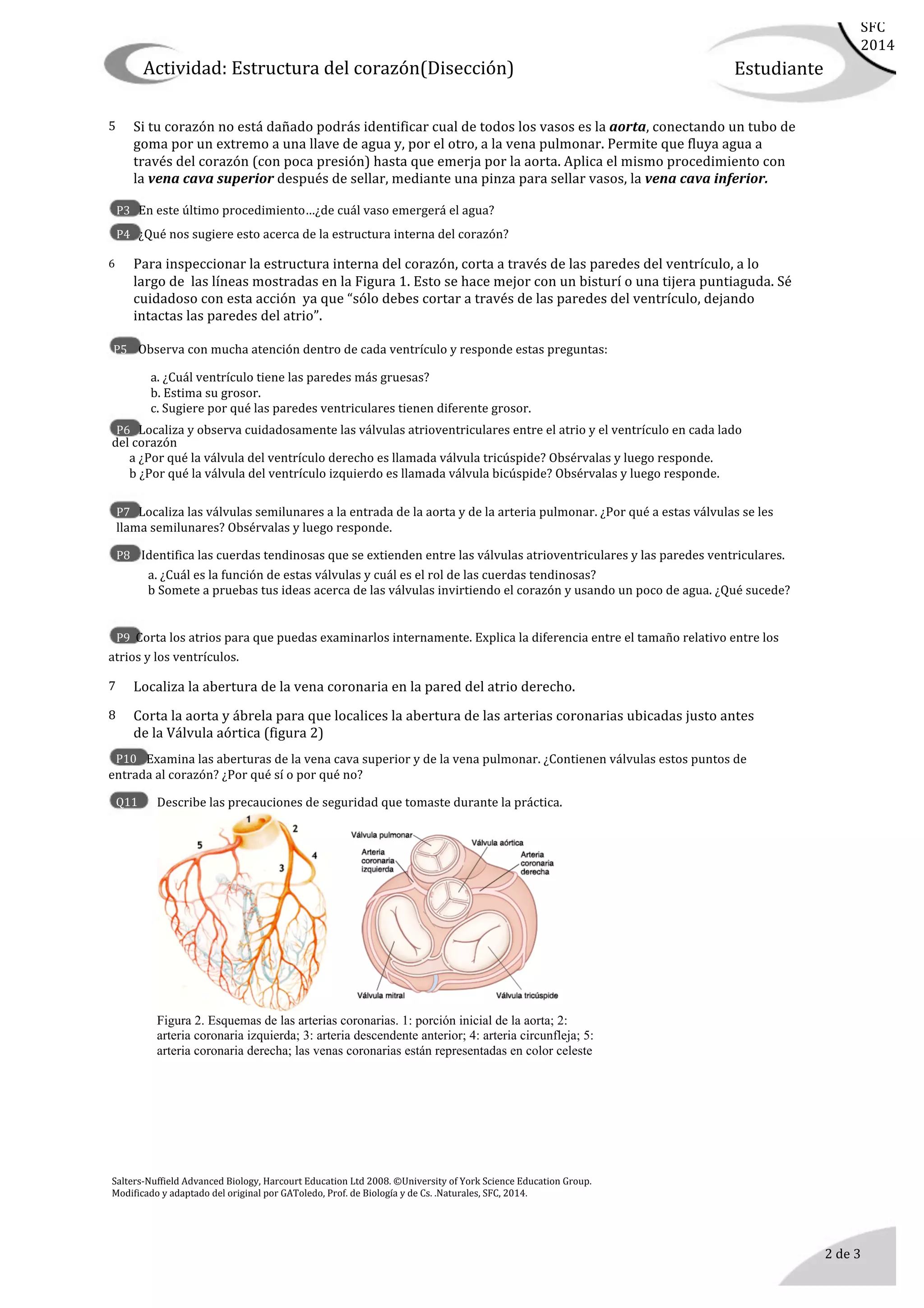 Disección de un corazón. guía | PDF