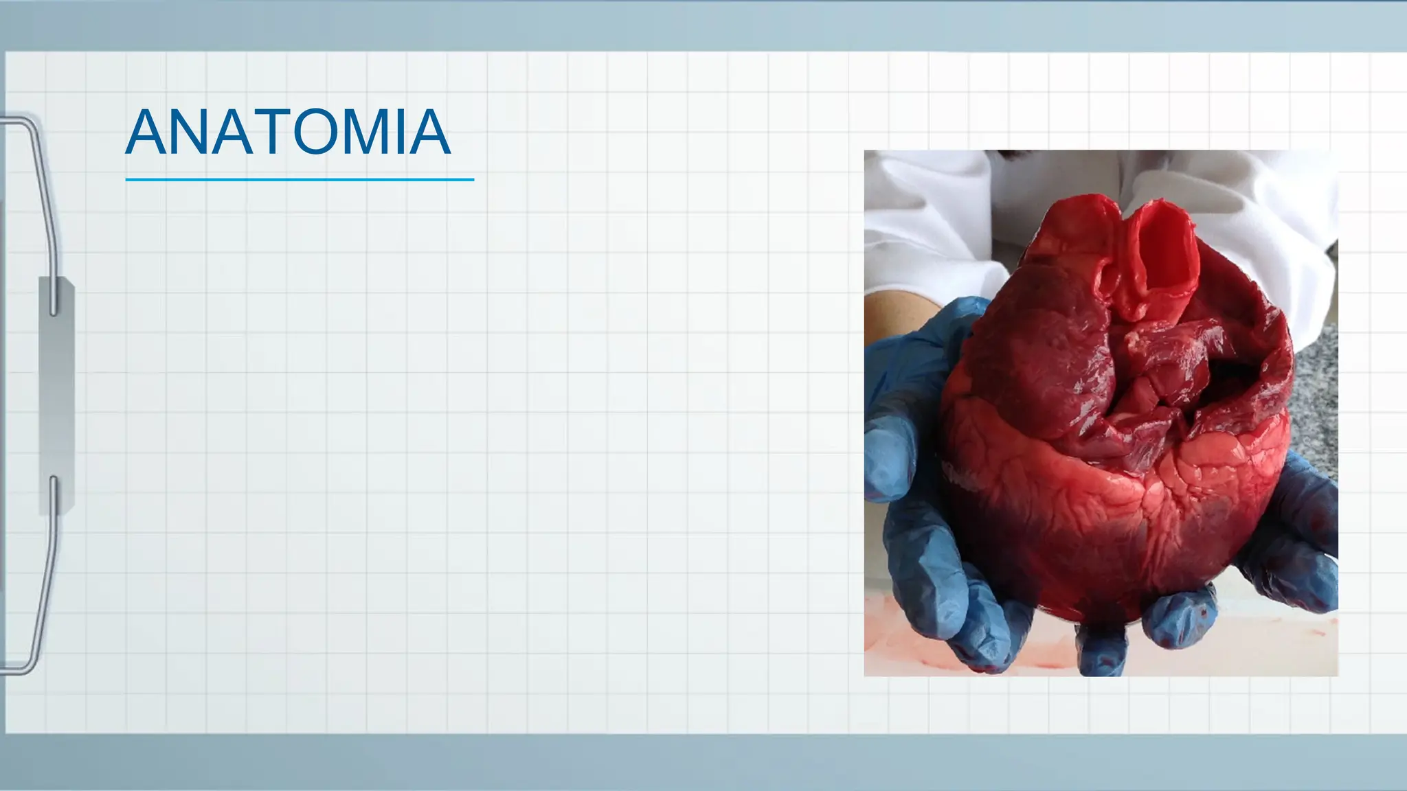 DISECCIÓN DE UN CORAZÓN, PROCEDIMIENTOS Y PASOS | PDF