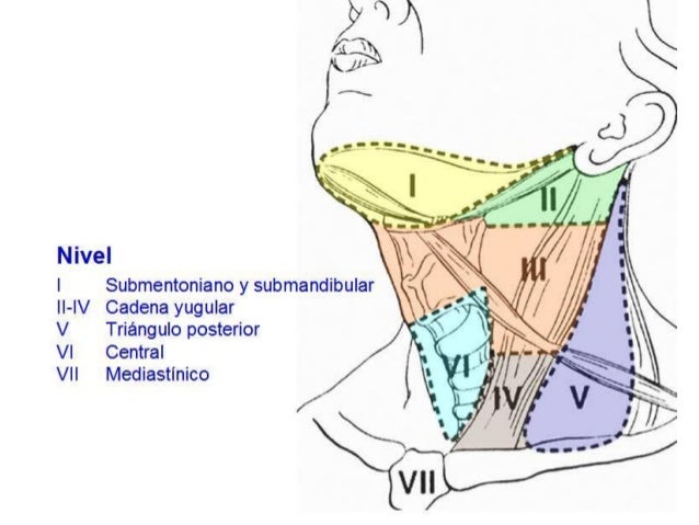 ️ Explorando La Cadena Ganglionar Axilar: ¡Descubre Lo Que Necesitas ...
