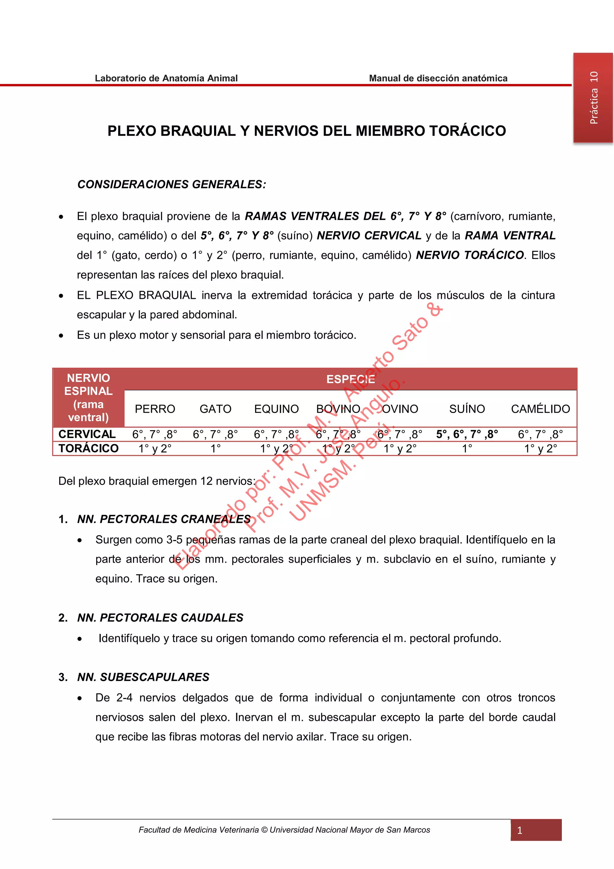 MANUAL DE DISECCIÓN DE ANATOMÍA ANIMAL. DEMO. PLEXO BRAQUIAL Y NERVIOS ...