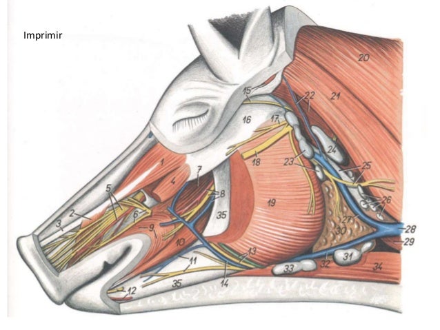 Disección reg. sup. cerdo