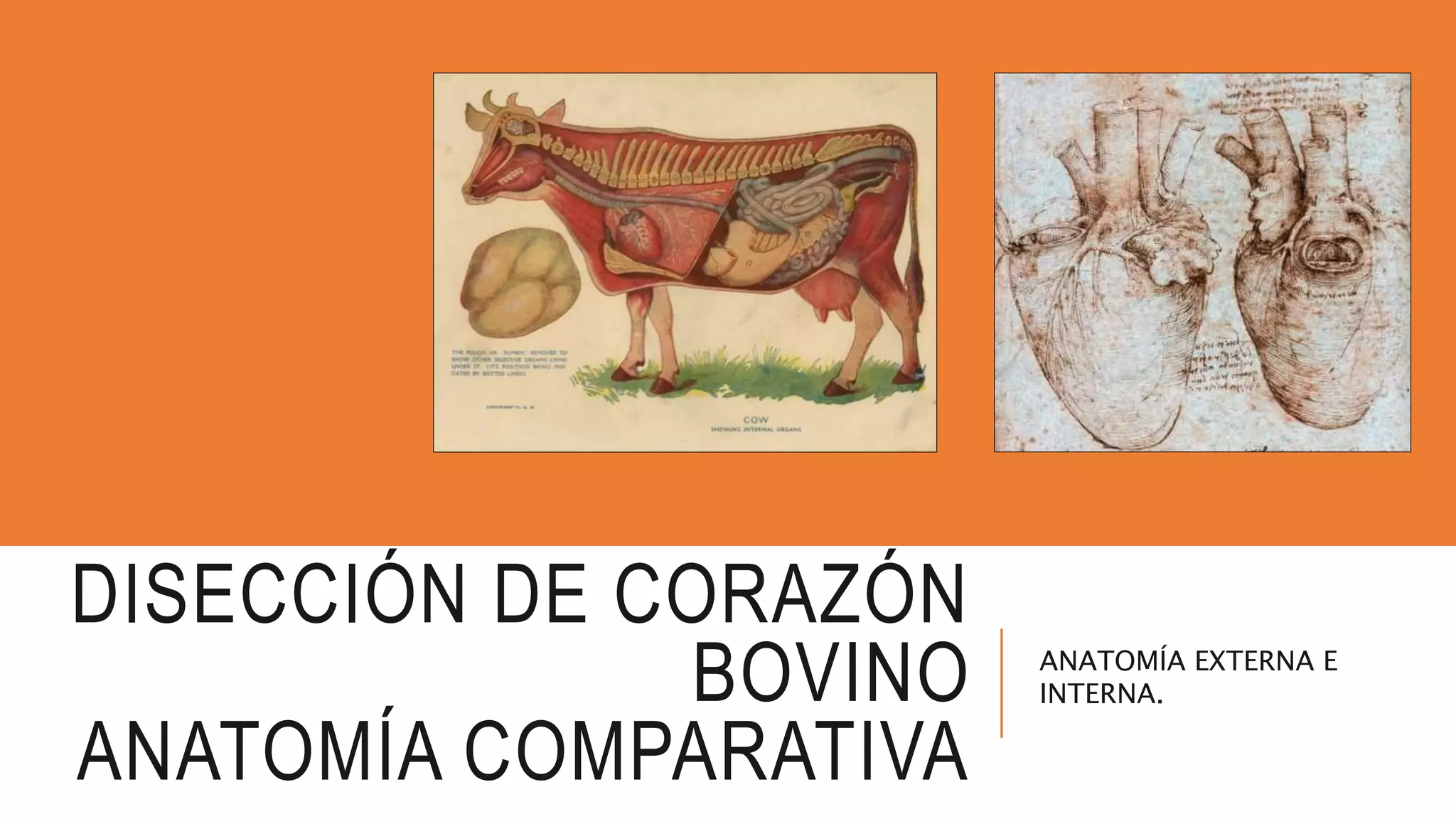 Anatomía Del Corazón Bovino Corazón De Bovino Stock Photos, Royalty