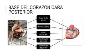 Disección de corazón bovino - Anatomía comparativa | PPTX