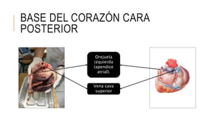 Disección de corazón bovino - Anatomía comparativa | PPTX
