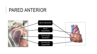 Disección de corazón bovino - Anatomía comparativa | PPTX