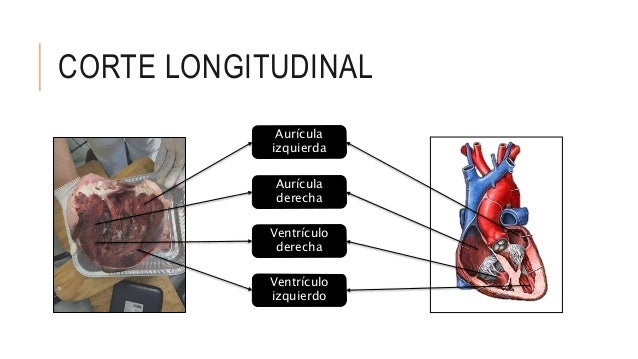 Disección de corazón bovino - Anatomía comparativa
