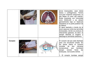Diseccion del pez | DOC