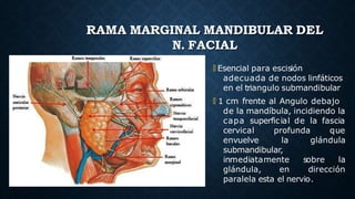 Diseccion Radical Cuello Procedimiento quirurgico | PPTX