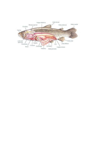 Diseccion trucha | DOC