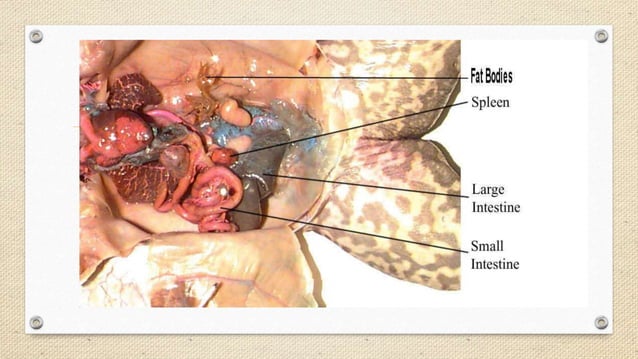 Disection of a Frog.pptx