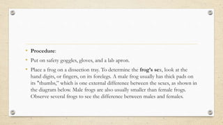 Disection of a Frog.pptx