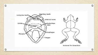 Disection of a Frog.pptx