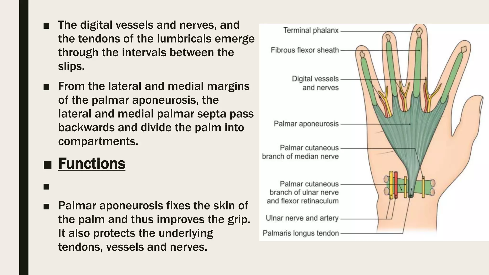 disection of palm and sole.pptx