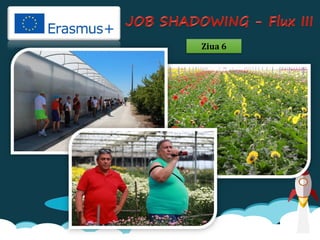 Diseminare job shadowing flux iii | PDF