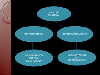 DiseñO ArquitectóNico De Animales | PPT