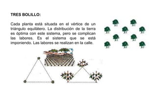 Diseño de plantacion .pptx