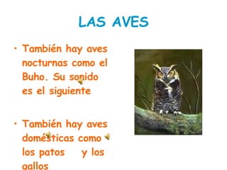 DisertacióN Las Aves | PPT