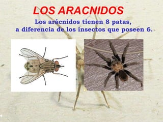 Disertacion Aracnidos | PPTX