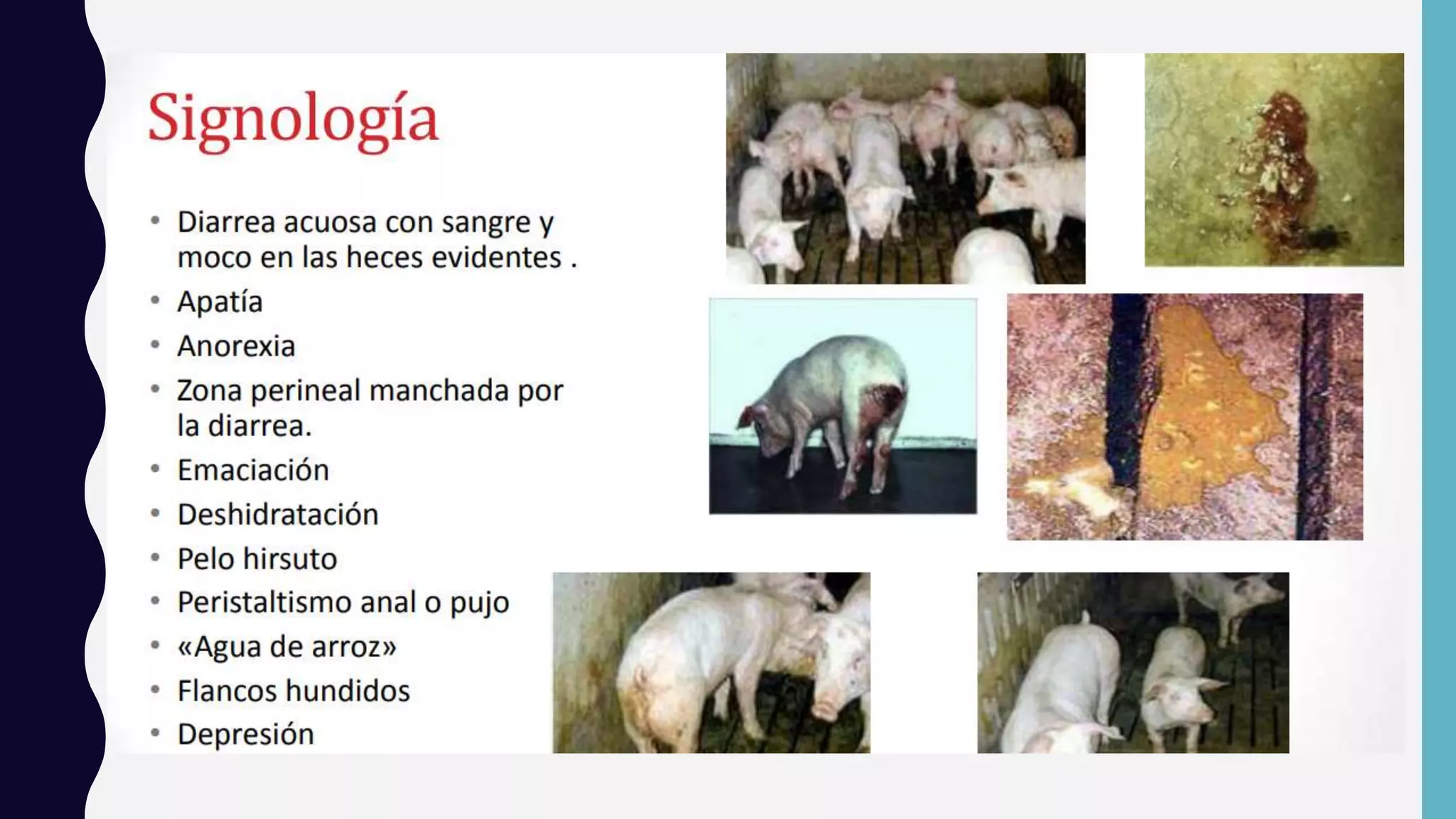 Diserteria porcina | PPTX