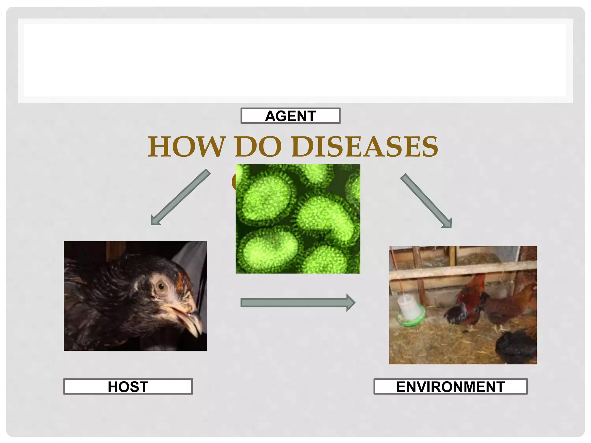 Common Poultry diseases and vaccination | PPTX