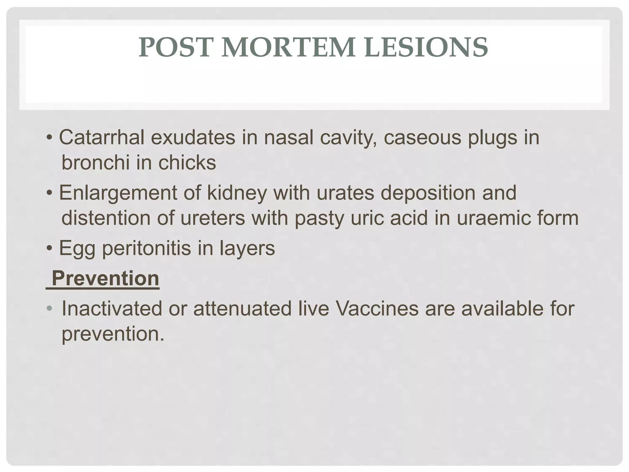 Common Poultry diseases and vaccination | PPTX