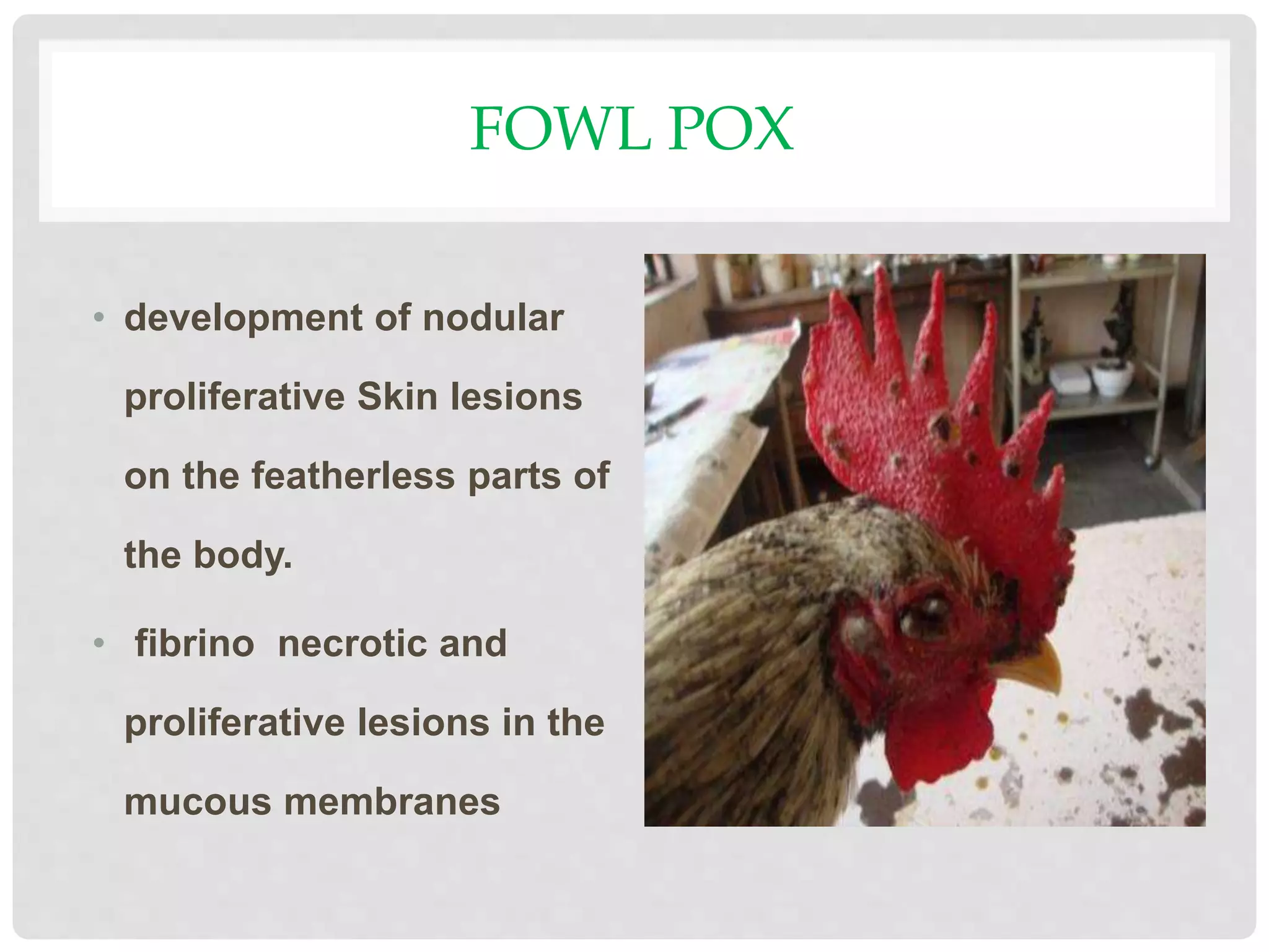 Common Poultry diseases and vaccination | PPTX