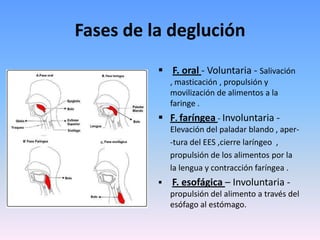 (13-06-2013) Disfagia (ppt) | PPTX