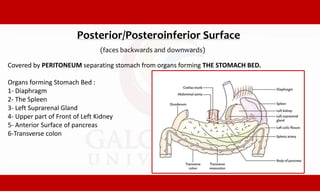 Surfaces and parts of stomach | PPTX