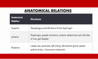 Surfaces and parts of stomach | PPTX