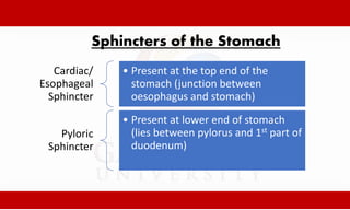Surfaces and parts of stomach | PPTX