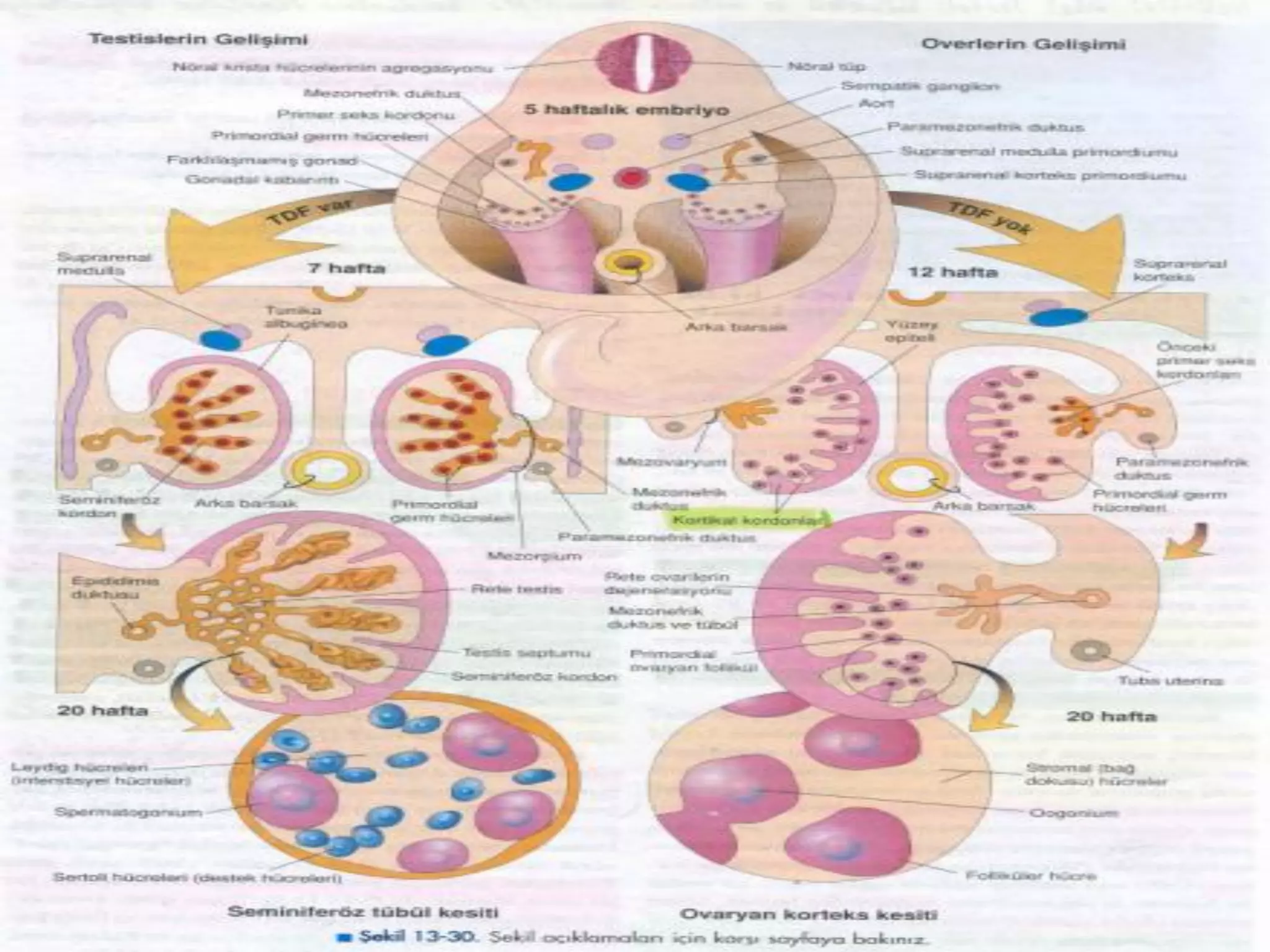 Disi genital sisteminin_gelisimi (fazlası için www.tipfakultesi.org) | PDF