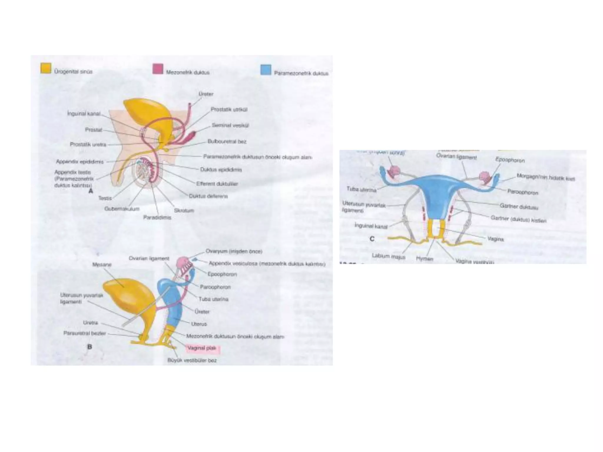 Disi genital sisteminin_gelisimi (fazlası için www.tipfakultesi.org) | PDF