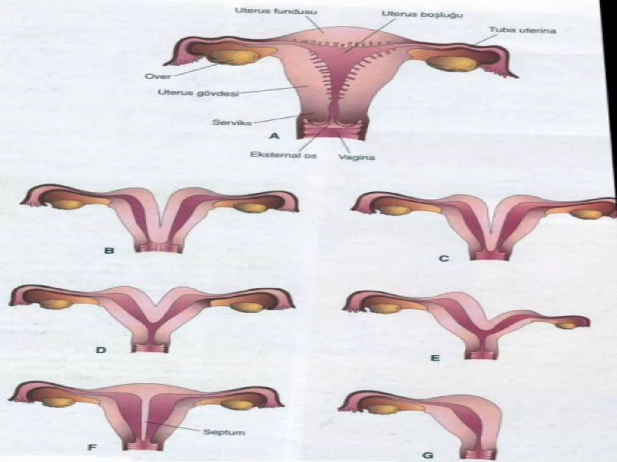 Disi genital sisteminin_gelisimi (fazlası için www.tipfakultesi.org) | PDF