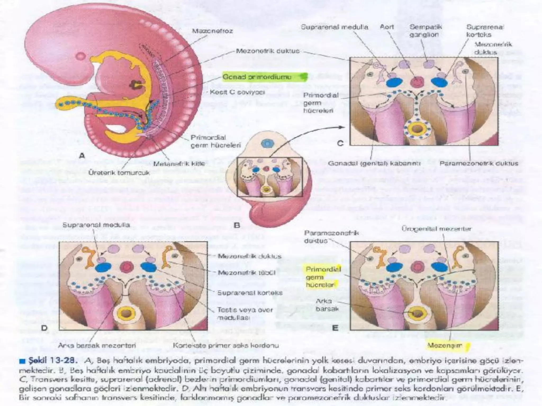 Disi genital sisteminin_gelisimi (fazlası için www.tipfakultesi.org) | PDF