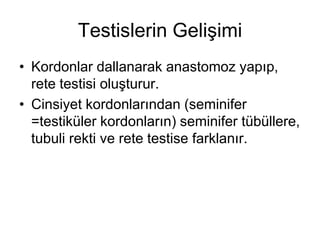 Disi genital sisteminin_gelisimi (fazlası için www.tipfakultesi.org) | PDF